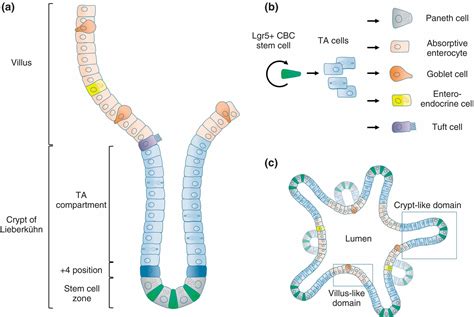 Cells Of Crypts Of Lieberkuhn
