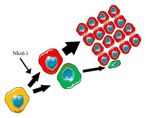 Hypothetical Origin Of Delta Cell Hyperplasia Schema Was Composed On