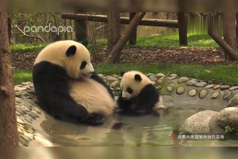熊猫母子泡澡，我妈睡着了我咋办母子熊猫