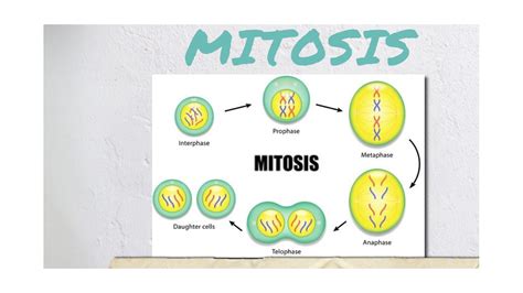 Mitosis And Cytokinesis At Emaze Presentation