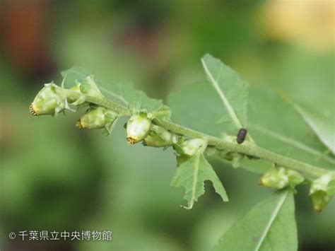 生態園の自然ヤブタバコ花