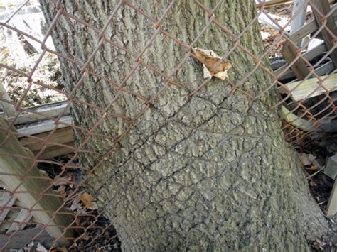 A Tree Grows In Brookline Bark Archives