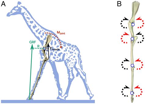 Reticulated Giraffe Facts Habitat Adaptations Pictures