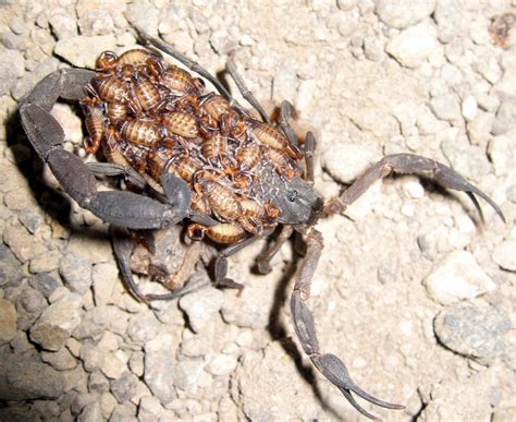 Scorpion Facts Types Diet Reproduction Classification Pictures