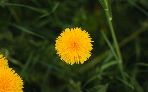 Gorilla Websocket 客户端报错forbidden