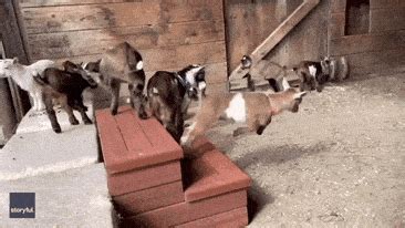 Jumping Goat 