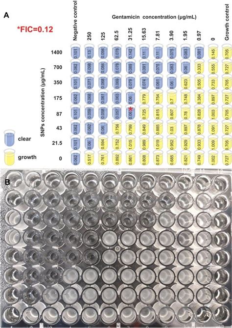 Bacterial Growth Pattern In The Presence Of Gentamicin And Silver Download Scientific Diagram
