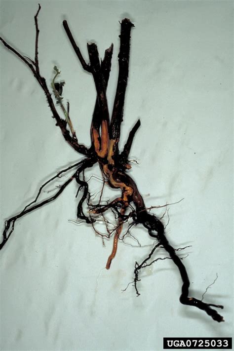 Phytophthora Root Rot Of Raspberry Phytophthora Fragariae Rubi