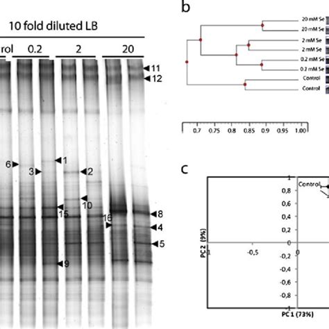 Dgge Banding Patterns A Cluster Analysis B And Principal Component Download Scientific