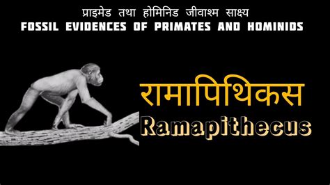 Ramapithecus प्राइमेड तथा होमिनिड जीवाश्म साक्ष्य Fossil Evidences