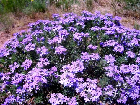 147 Best Images About Native Texas Plants On Pinterest Landscaping Grasses And Sun
