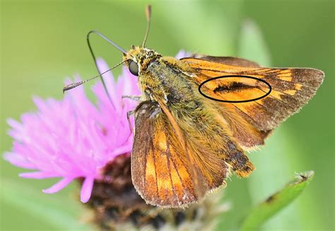 Frisky Skippers Courtship Of The Lulworth Skipper Ray Cannons