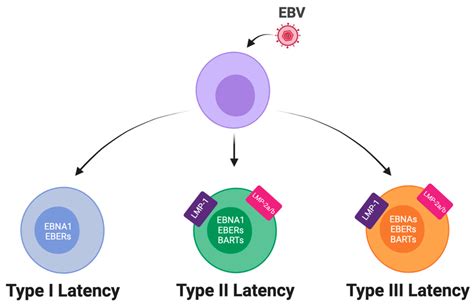 Schematic View Of The Different Latency Types Upon Infection Ebv Is