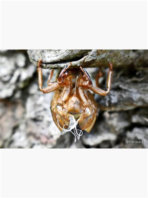 Whats Left After Another Cicada Season Cicada Shell Poster For