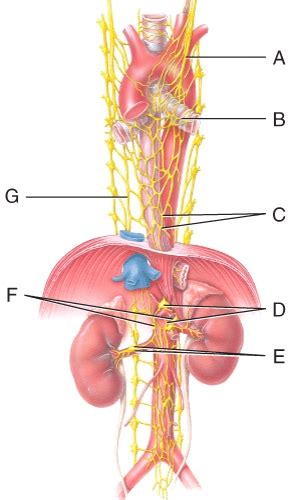 Where Is The Renal Ganglion And Renal Plexus In The Diagram A A B B C