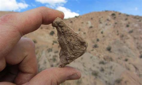 Researchers Discover Fossils Of New Species In Arizona Geology Page