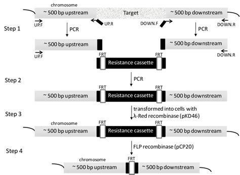 3 Generation Of Linear Double Stranded Dna With 500 Bp Long Homologous Download Scientific
