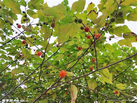 构树果实摄影图水果生物世界摄影图库昵图网