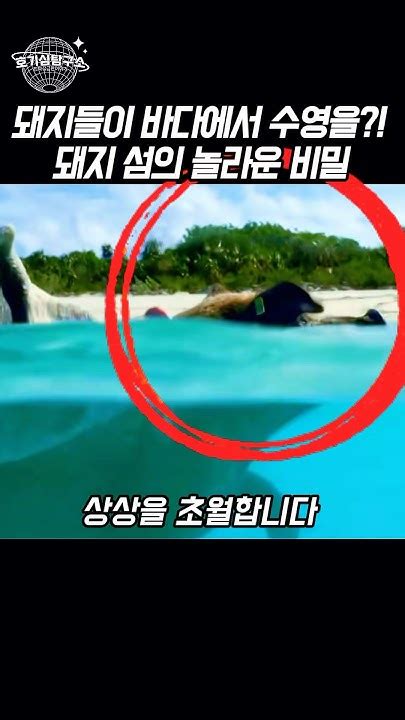 해적이 남기고 간 돼지들 수영하는 전설의 돼지섬 이야기 Youtube