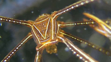 オルトマンワラエビ Ortmann s Spider Crab YouTube
