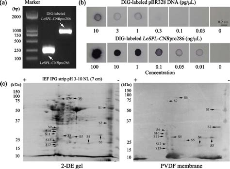 Digoxigenin Labeled Lespl Cnrpro286 Probes A Determination Of Download Scientific Diagram
