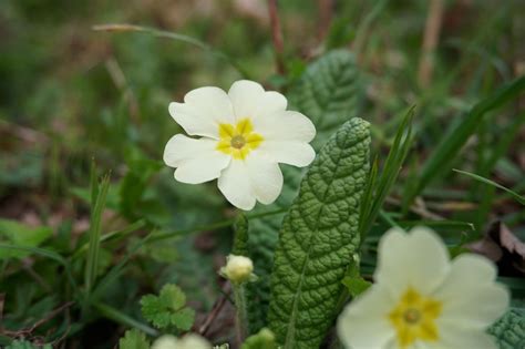 Primrose Flower How To Grow And Care For Primrose Plants