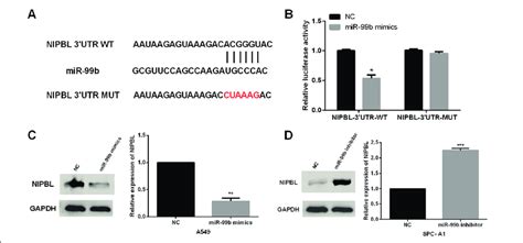 Nipbl Was A Direct Target Of Mir 99b A Binding Sites Of Mir 99b In Download Scientific
