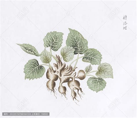 博落回中草药国画素材插画国画设计模板下载 其他设计素材下的美术绘画设计模板 汇图网