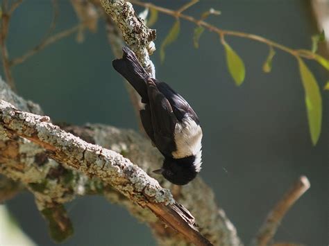 White Backed Black Tit Melaniparus Leuconotus Photo Call And Song