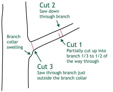 How To Prune Large Trees Prune Pruning Fruit Trees Tree Pruning