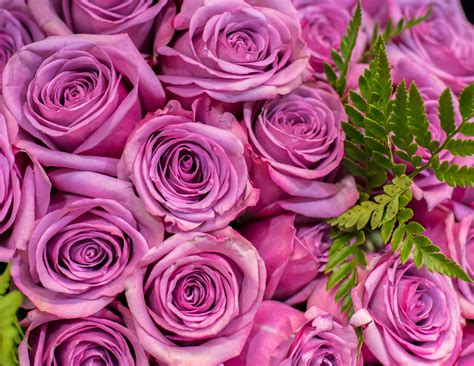 Banco De Imagens Flor Flores Ramalhete 4k Papel De Parede Rosas