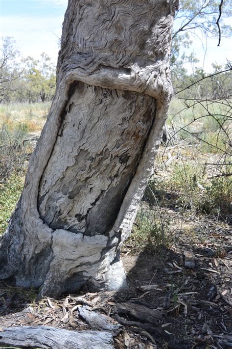 Scar Trees Scar Trees