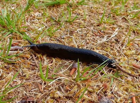 Natural Science Lessons For KS KS Nature