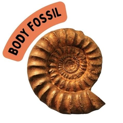 4 Types Of Fossils Earth How