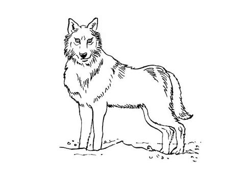 Dessins De Coloriage Loup Gratuit Imprimer