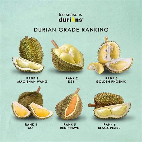 Pin On Durian