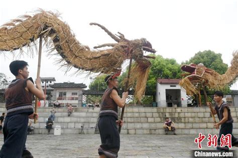 广西罗城仫佬族民众舞草龙展示特色民俗 民俗风情 广西民族文化网 广西民族文化发展研究会