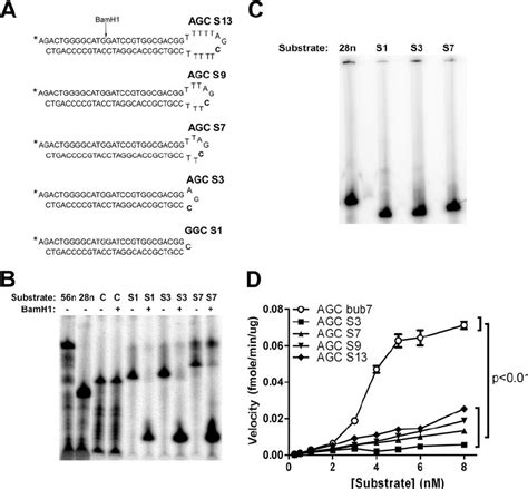 Deamination Kinetics On Stem Loop And Bubble Substrates A The