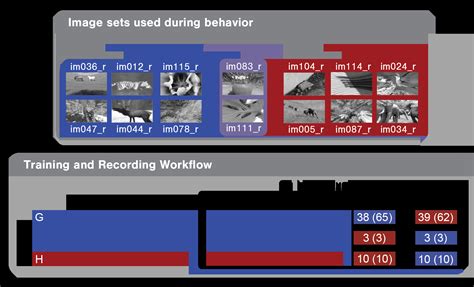 visual behavior neuropixels dataset — swdb 2024 data book