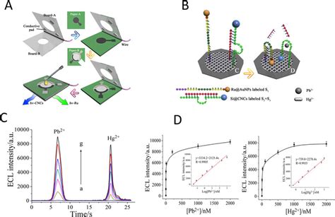Schematic Representation Of A 3d Paper Based Ecl Device A Spcwe Download Scientific Diagram