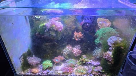 5 Gallon 8 Years In Pico Reef Journals Nano Reef Community