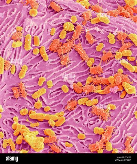 Oral Bacteria Coloured Scanning Electr Micrograph Sem Of Mixed Oral Bacteria Attached To A