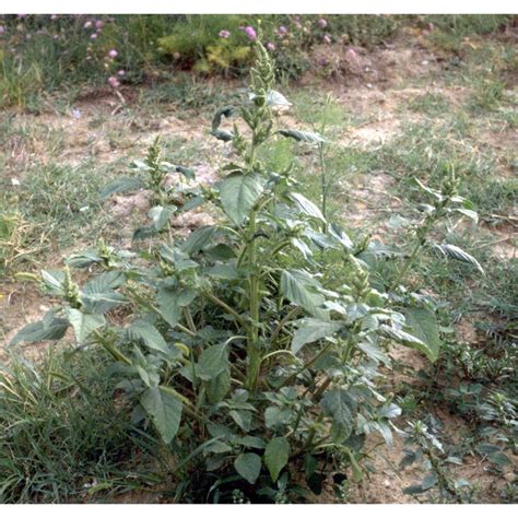 Amaranthus Retroflexus L Anthosart