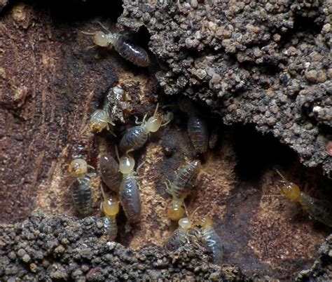 Termite Droppings How To Identify And Remove Them