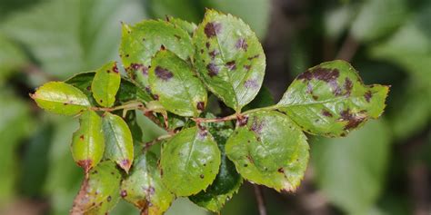 Чёрная пятнистость на розах и других растениях фото и лечение — Лайфхакер