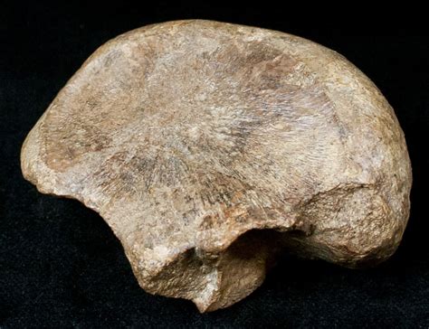 2 57 Dinosaur Calcaneum Heel Bone Montana 12713 For Sale