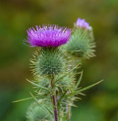 Flor De Cardo Mariano Em Flor Silybum Marianum Também Conhecida Como