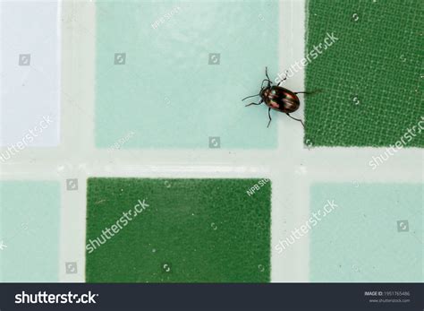Photo Bug Floor Tiles Texture Stock Photo Shutterstock