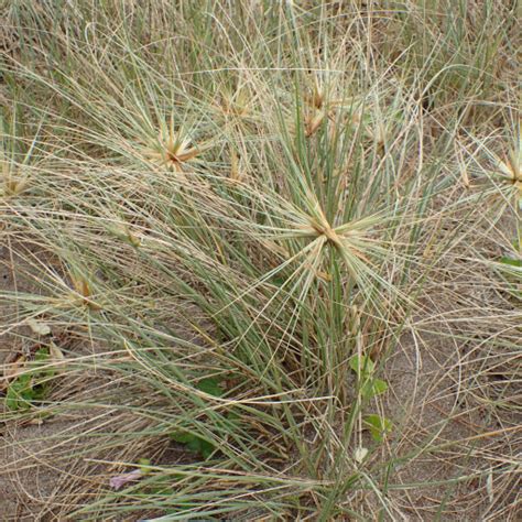 Beach Spinifex Spinifex Sericeus Plant Care And How To Grow Water