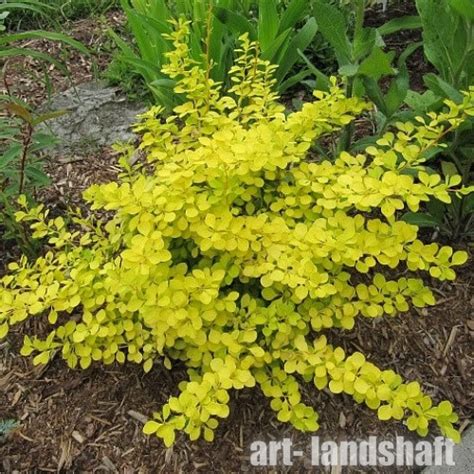 Барбарис тун Golden carpet • Green Park